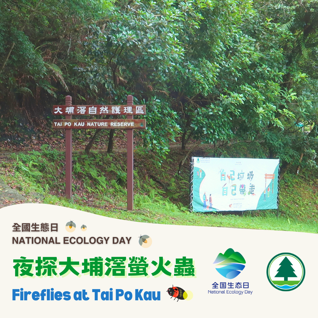 鄉郊保育辦公室 - 夜探大埔滘螢火蟲